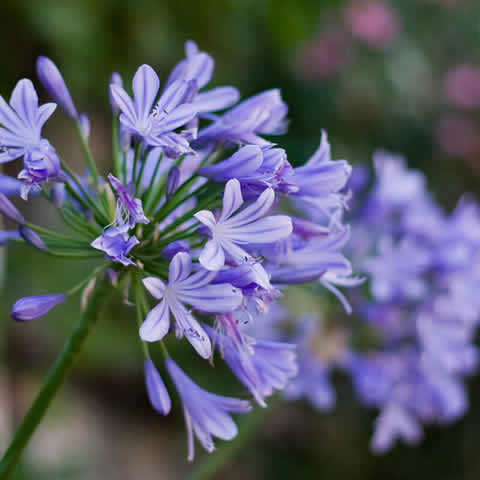 Plants of Dwarf African Lily - AGAPANTHUS AFRICANUS ’Streamline’ - T.O