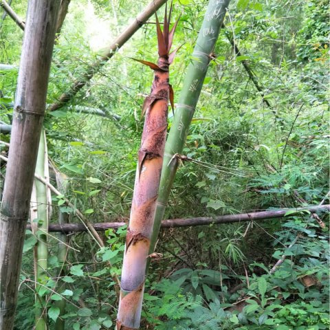 Buy bamboo seeds- The Original Garden