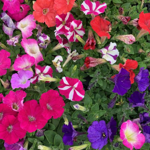 Plants of Petunia - PETUNIA x HYBRIDA MILLIFLORA - T.O.G