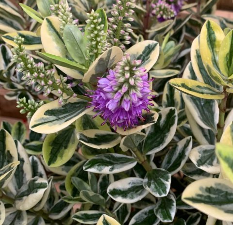 Plantas de Hebe, Verónica - HEBE sp. VARIEGATA - T.O.G