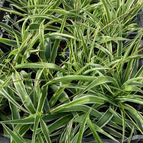 Plantas de Cintas, Clorofito - CHLOROPHYTUM COMOSUM - T.O.G