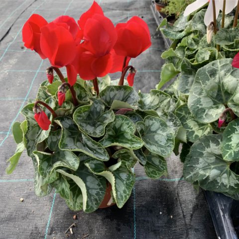 Plants of Cyclamen - CYCLAMEN PERSICUM - The Original Garden