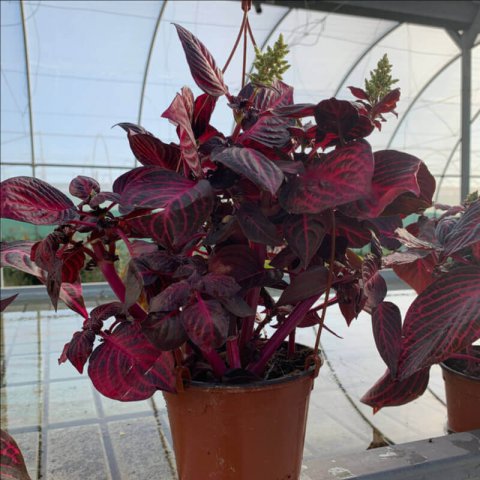 Plants of Herbst’s Bloodleaf - IRESINE HERBSTII - T.O.G