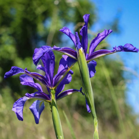 Plants of Blue Iris - IRIS SPURIA subsp. MARITIMA - T.O.G