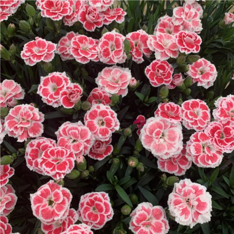 Plants of Carnation ’Mini’ - DIANTHUS CARYOPHYLLUS Mini