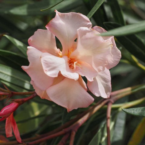 Plantes de Laurier rose à fleurs saumon - NERIUM OLEANDER - T.O.G