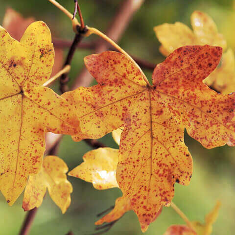 Plantas de Arce común - ACER CAMPESTRE - The Original Garden