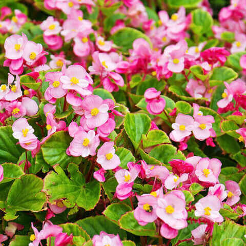 Graines de BEGONIA SEMPERFLORENS - Bégonia - The Original Garden