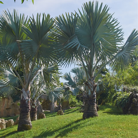 Seeds of BRAHEA ARMATA - Blue Fan Palm - The Original Garden