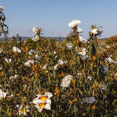 Plantas de Jara pringosa - CISTUS LADANIFER - The Original Garden