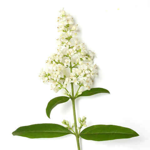 Plantas de Ligustrina - LIGUSTRUM OVALIFOLIUM - The Original Garden