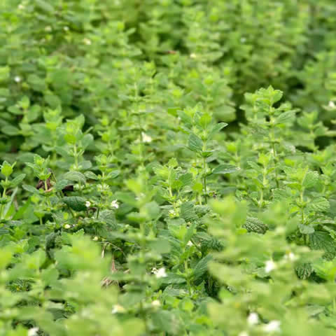 Seeds of Lemon Balm - MELISSA OFFICINALIS - The Original Garden