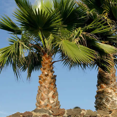 Plantas de Palmito elevado - TRACHYCARPUS FORTUNEI - T.O.G