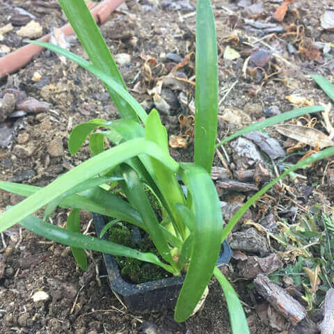 Plantas de Agapanto azul - AGAPANTHUS AFRICANUS azul - T.O.G