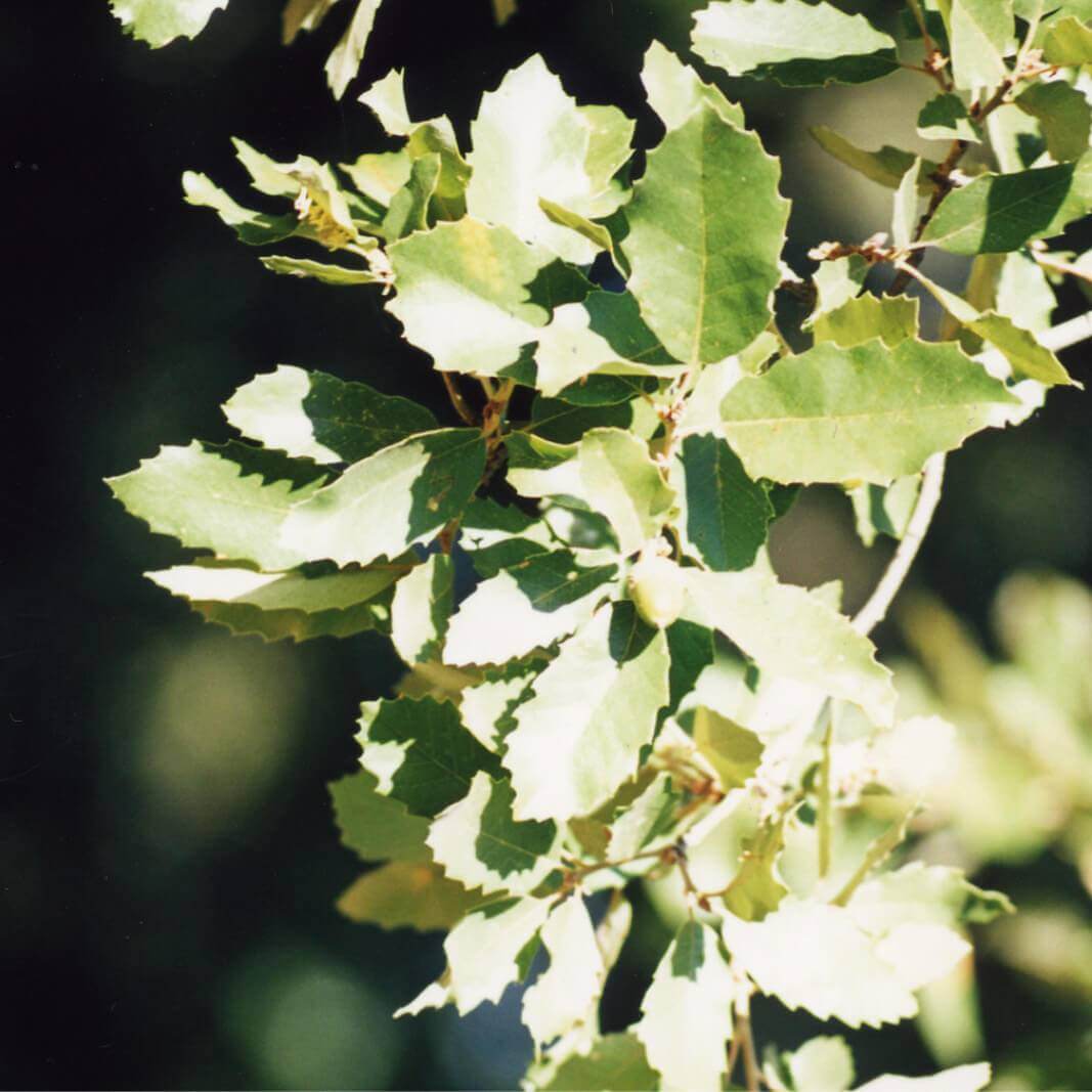 Plantas de Quejigo - QUERCUS FAGINEA - The Original Garden