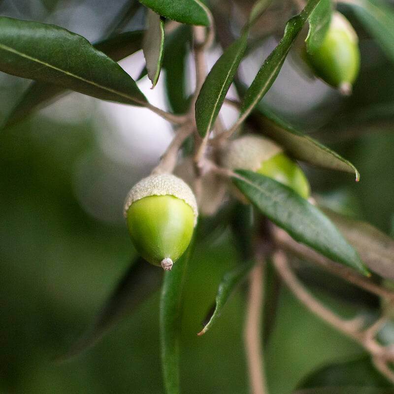 Semillas de Encina de Italia - QUERCUS ILEX ILEX - T.O.G