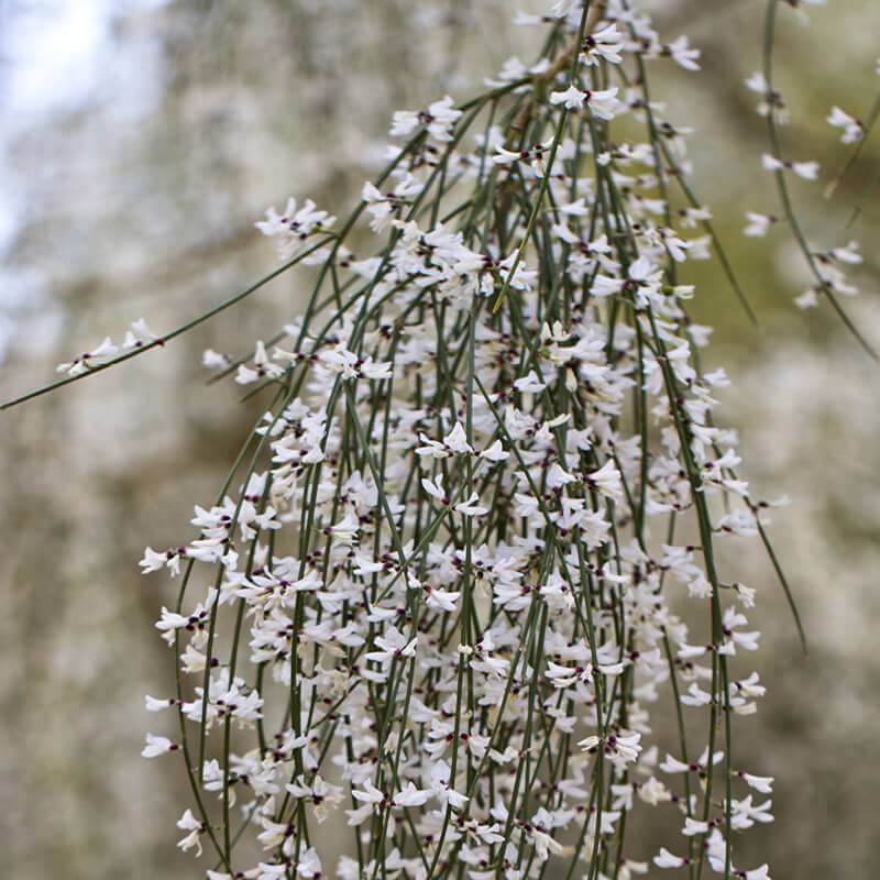Plants of White Spanish Broom - RETAMA MONOSPERMA - T.O.G