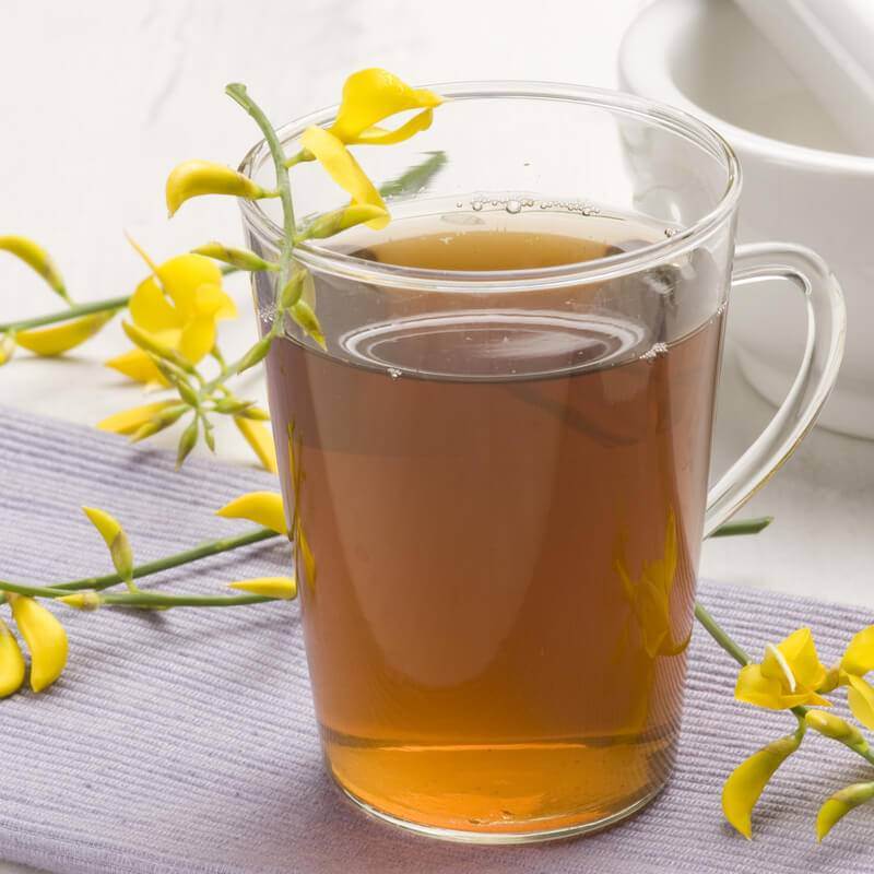 Plants of Spanish broom - RETAMA SPHAEROCARPA - The Original Garden