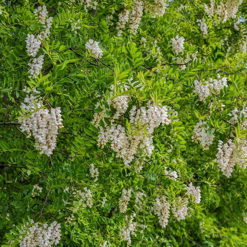 Semillas de Falsa Acacia - ROBINIA PSEUDOACACIA - T.O.G
