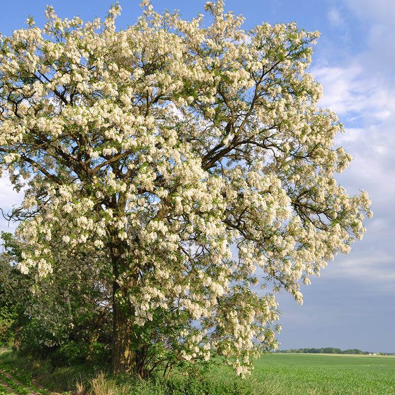 Semillas de Falsa Acacia - ROBINIA PSEUDOACACIA - T.O.G