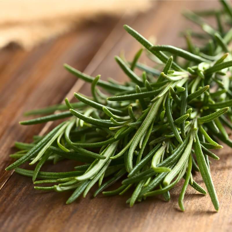 Semillas de Romero - ROSMARINUS OFFICINALIS - The Original Garden
