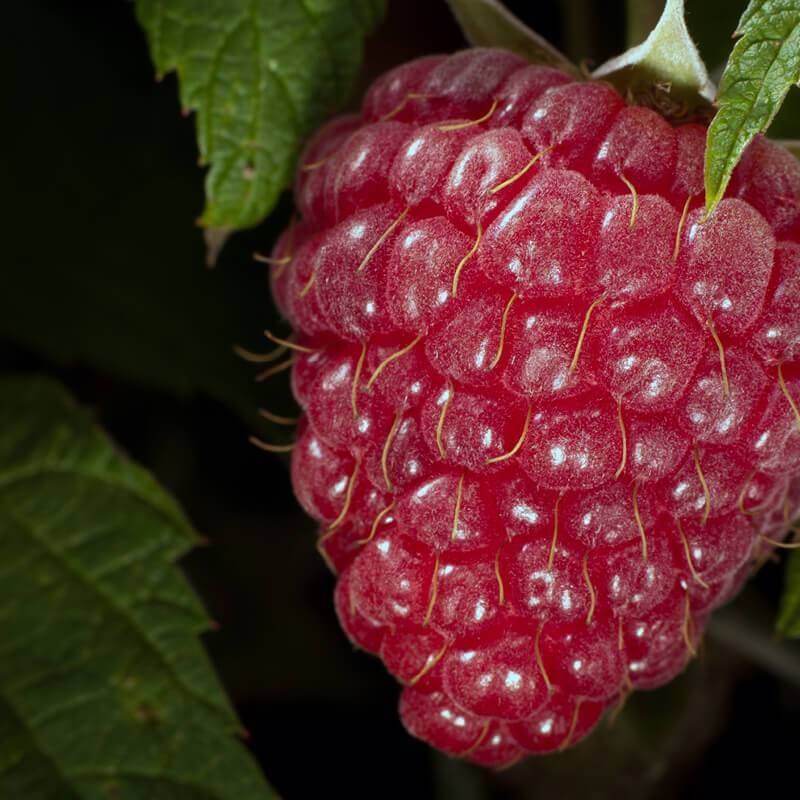 Plantas de Frambueso rojo - RUBUS IDAEUS - The Original Garden