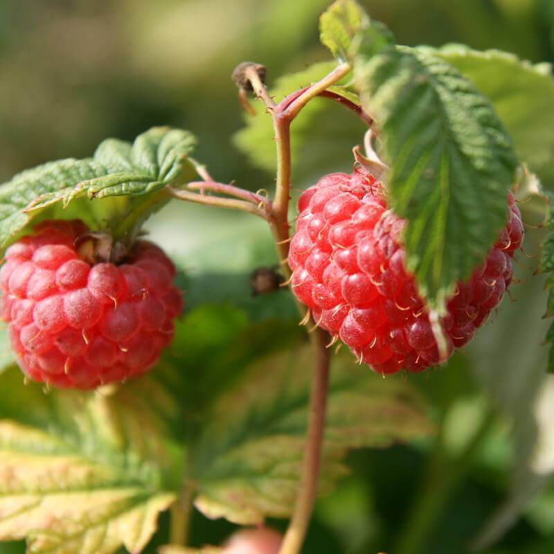 Semillas De Frambueso Silvestre Rubus Idaeus - The Original Garden