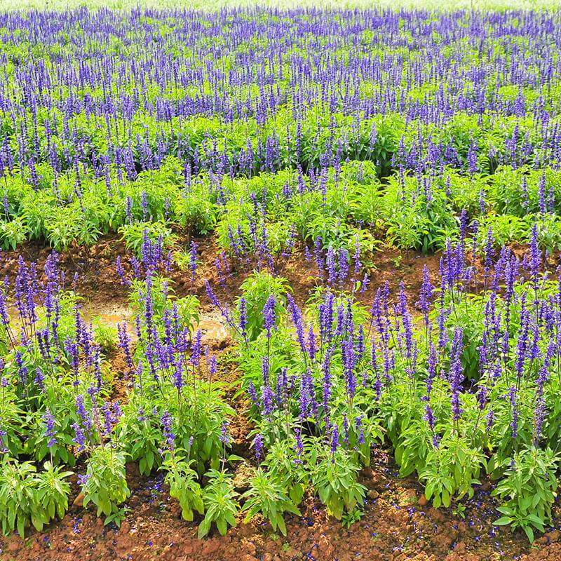 Semillas de Salvia real - SALVIA OFFICINALIS - The Original Garden