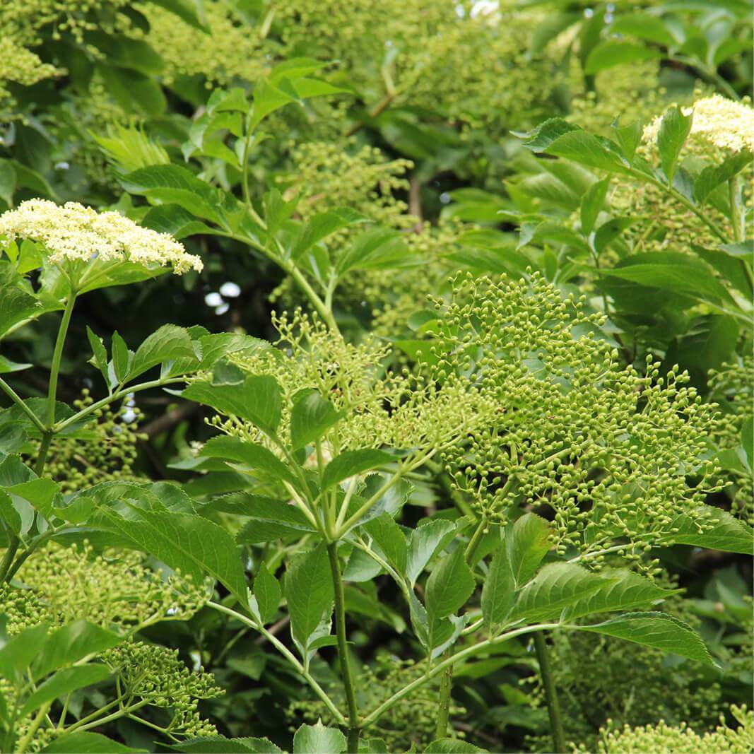 Plantas de Saúco - SAMBUCUS NIGRA - The Original Garden