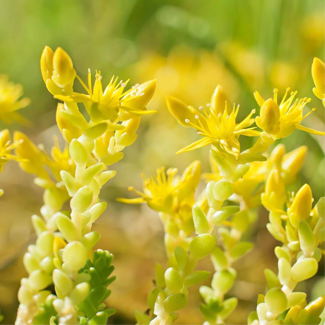 Golden Sedum Ground Cover Moss