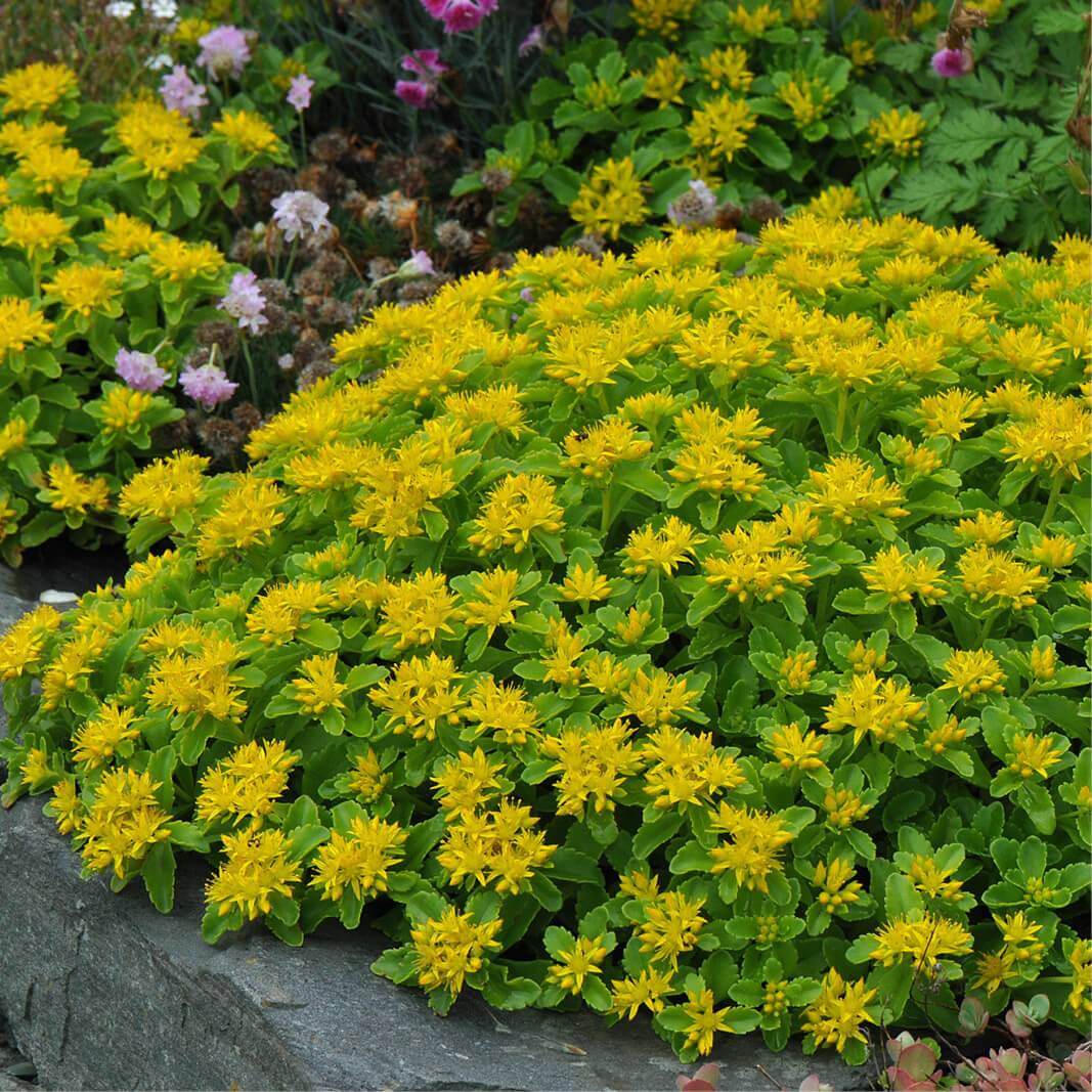 Plants of Stonecrop - SEDUM AIZOON subsp. KAMTSCHATICUM - T.O.G