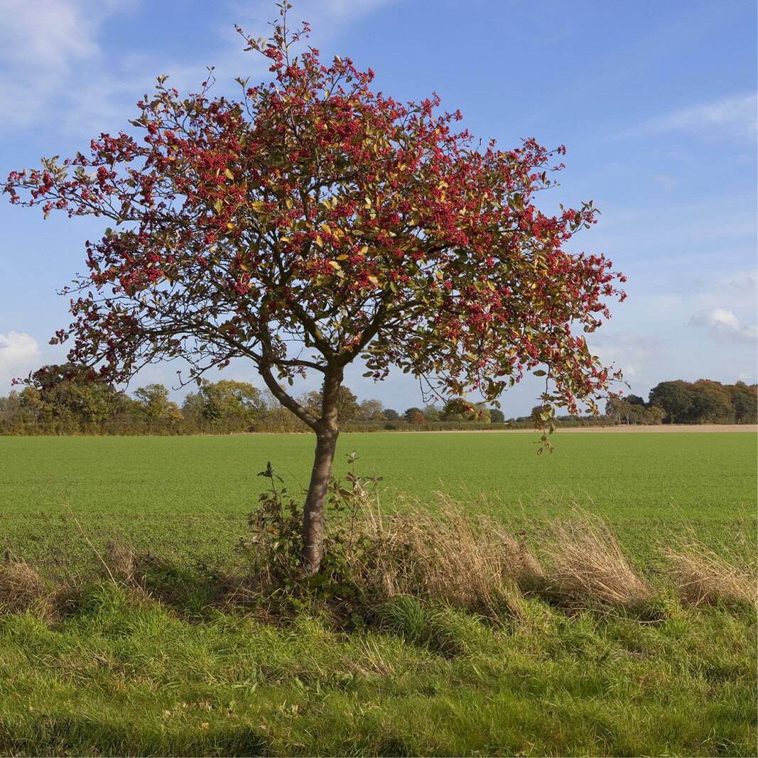 Plants of Whitebeam - SORBUS ARIA - The Original Garden