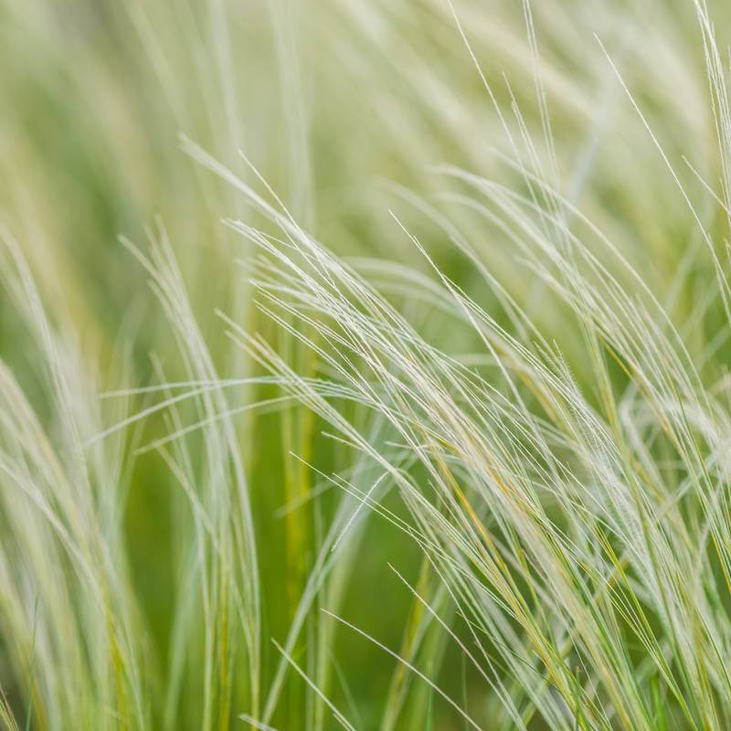 Stipa Tenuissima
