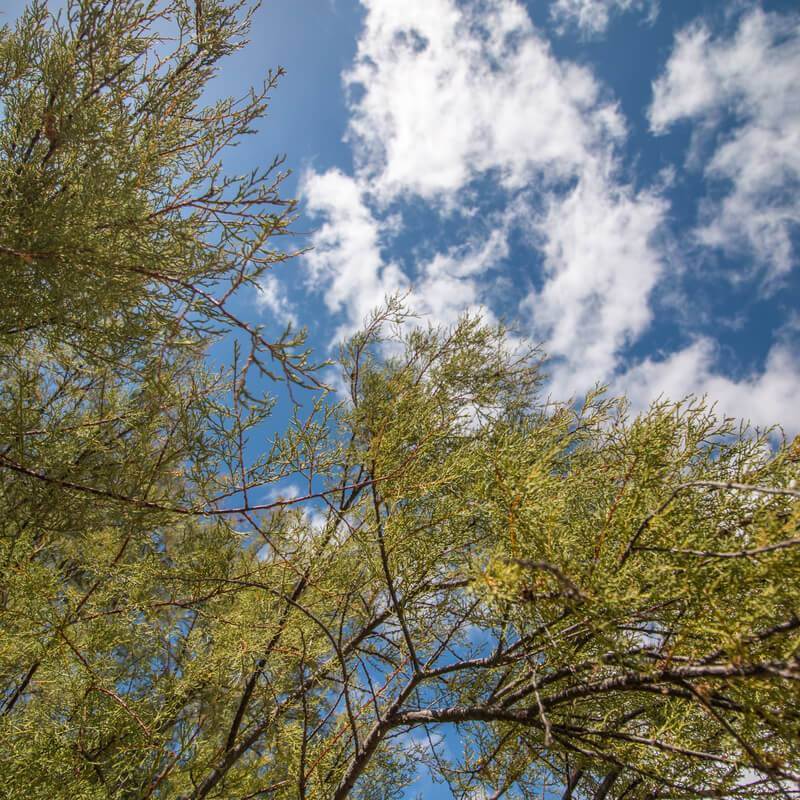 Plantas de Taray - TAMARIX AFRICANA - The Original Garden
