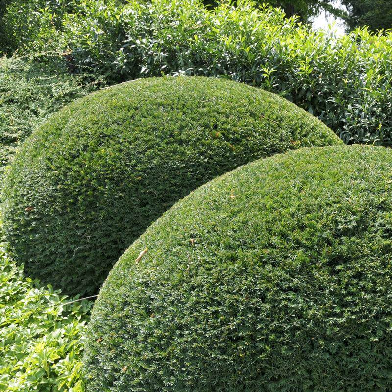 Plantas de Tejo - TAXUS BACCATA - The Original Garden