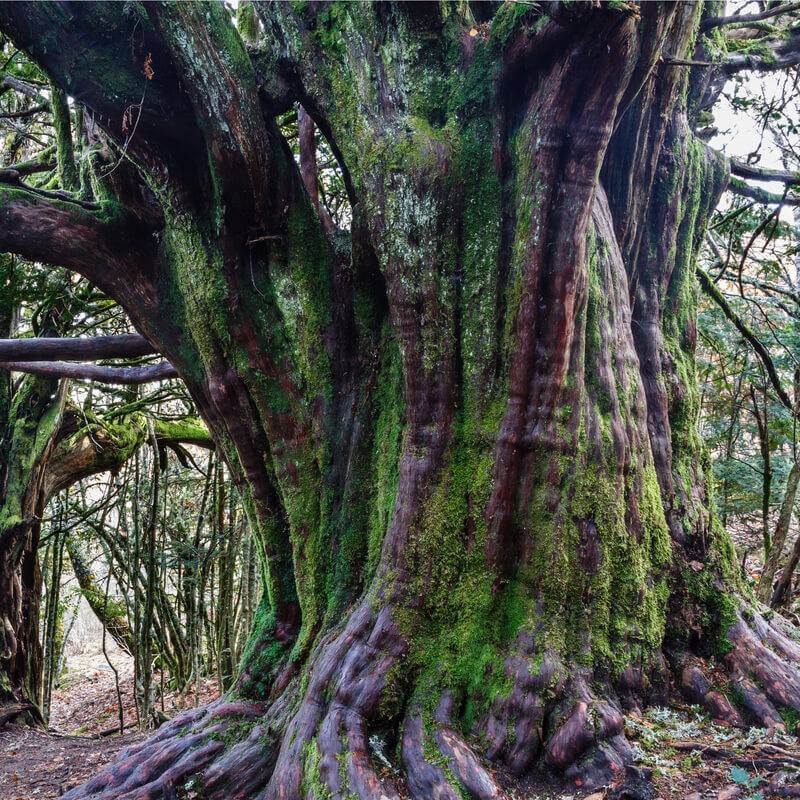 Plantas de Tejo - TAXUS BACCATA - The Original Garden