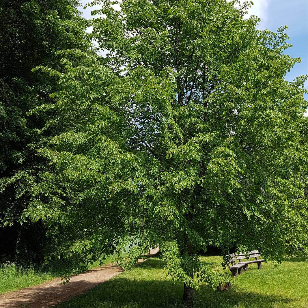 Plantas de Tilo de hoja grande - TILIA PLATYPHYLLOS - T.O.G