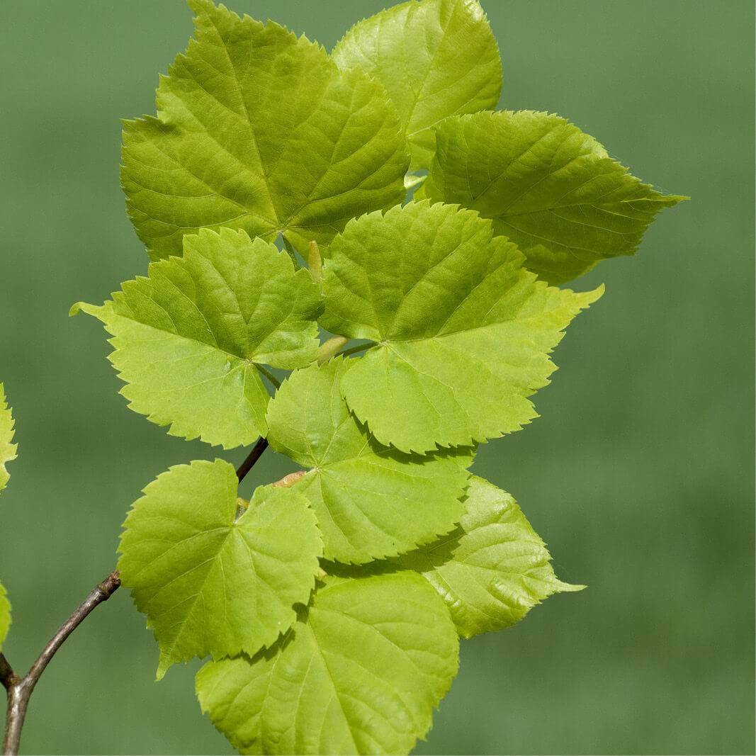 Plantas de Tilo de hoja grande - TILIA PLATYPHYLLOS - T.O.G