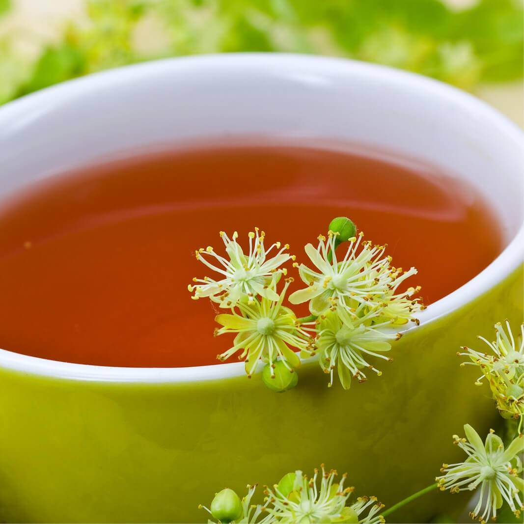 Plantas de Tilo de hoja grande - TILIA PLATYPHYLLOS - T.O.G