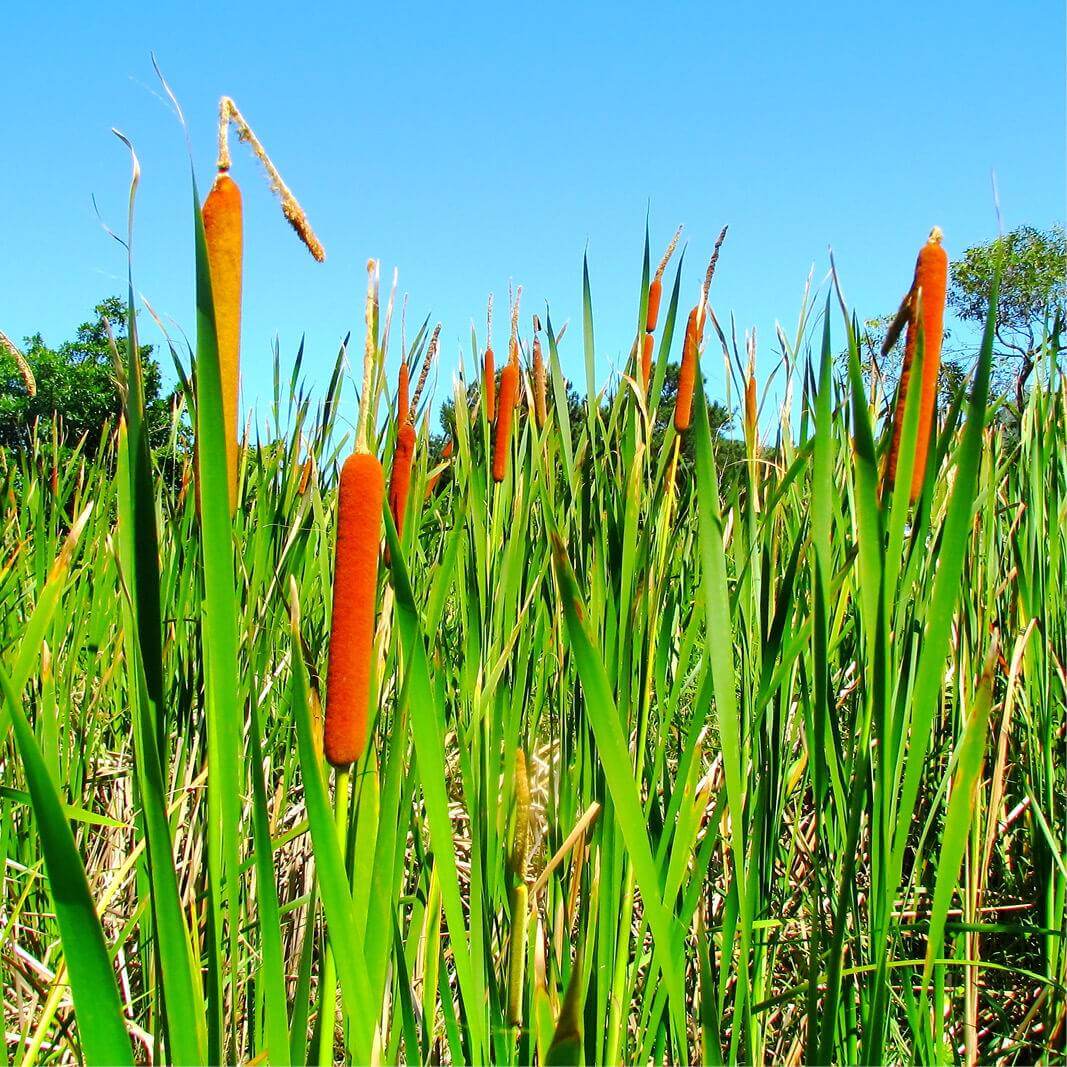Plantas de Totora - TYPHA DOMINGENSIS - The Original Garden