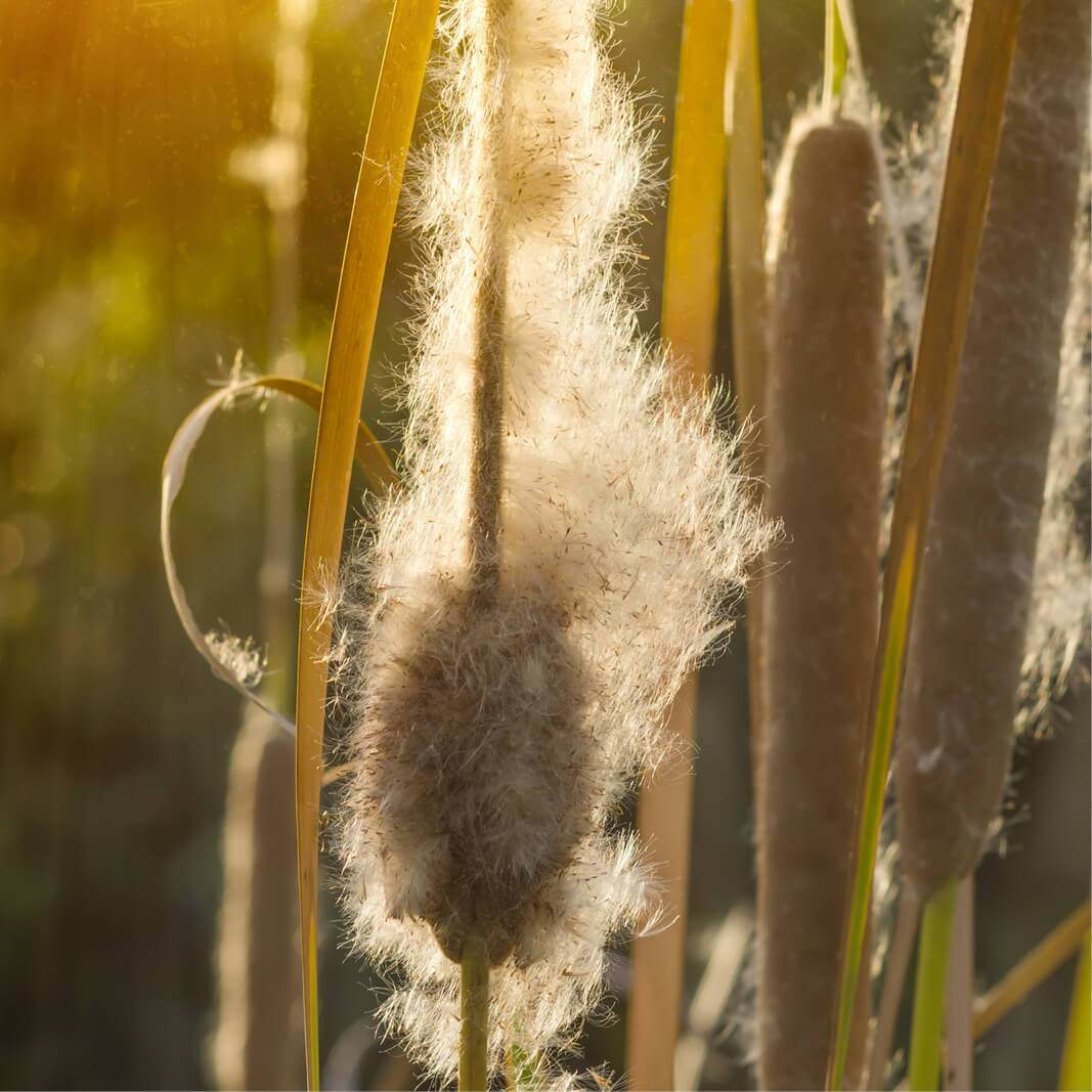 Plants of Broadleaf Cattail - TYPHA LATIFOLIA - The Original Garden