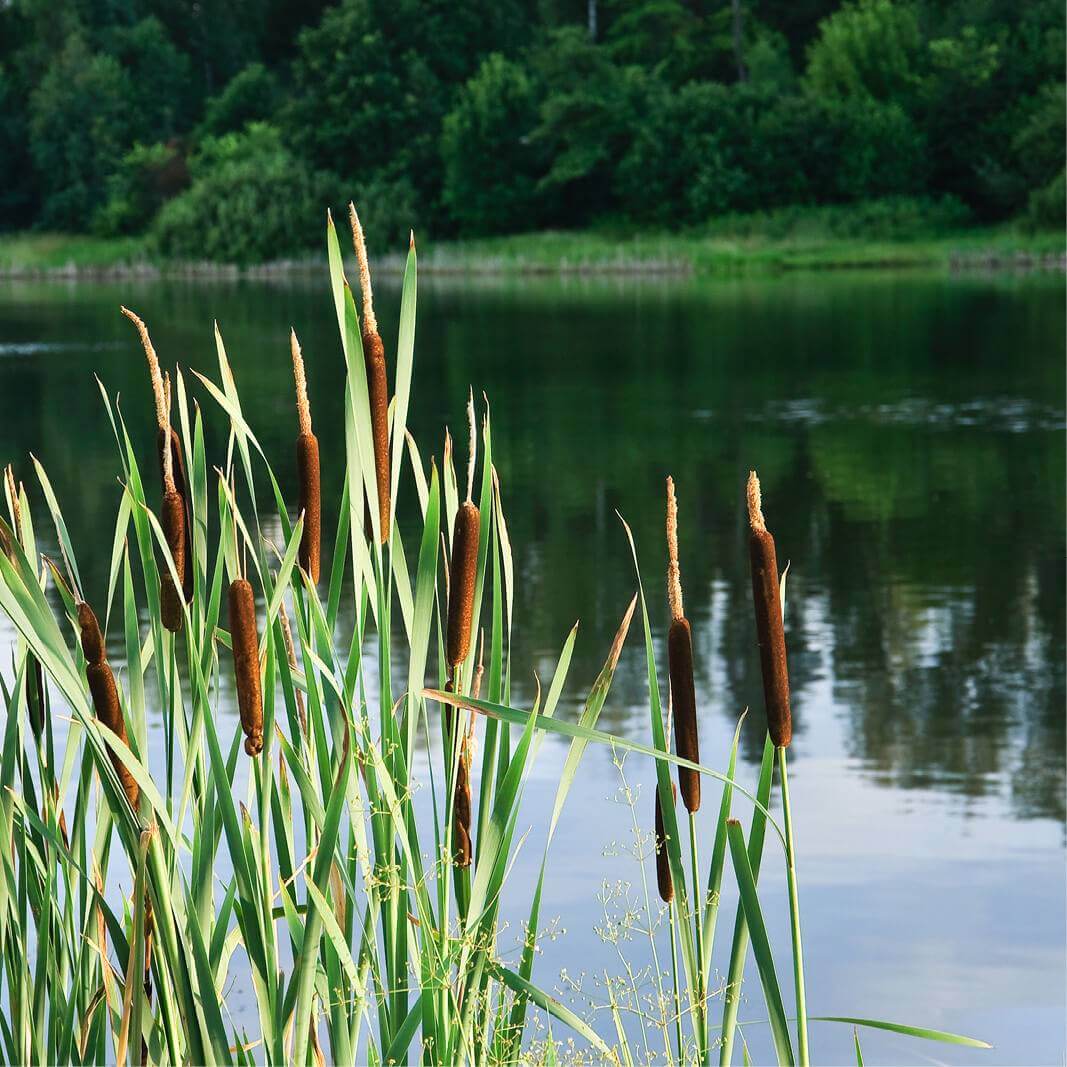 Plants of Broadleaf Cattail - TYPHA LATIFOLIA - The Original Garden