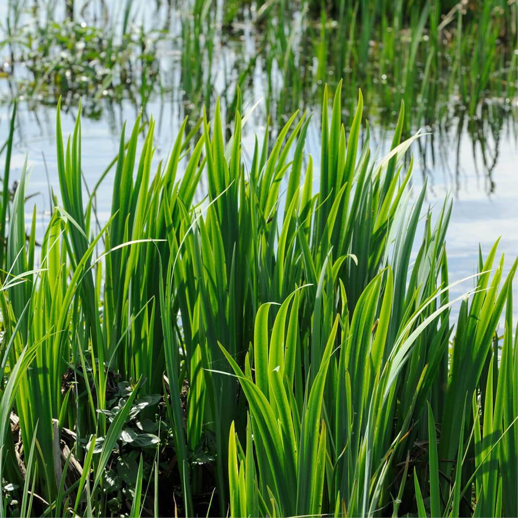 Plants of Broadleaf Cattail - TYPHA LATIFOLIA - The Original Garden